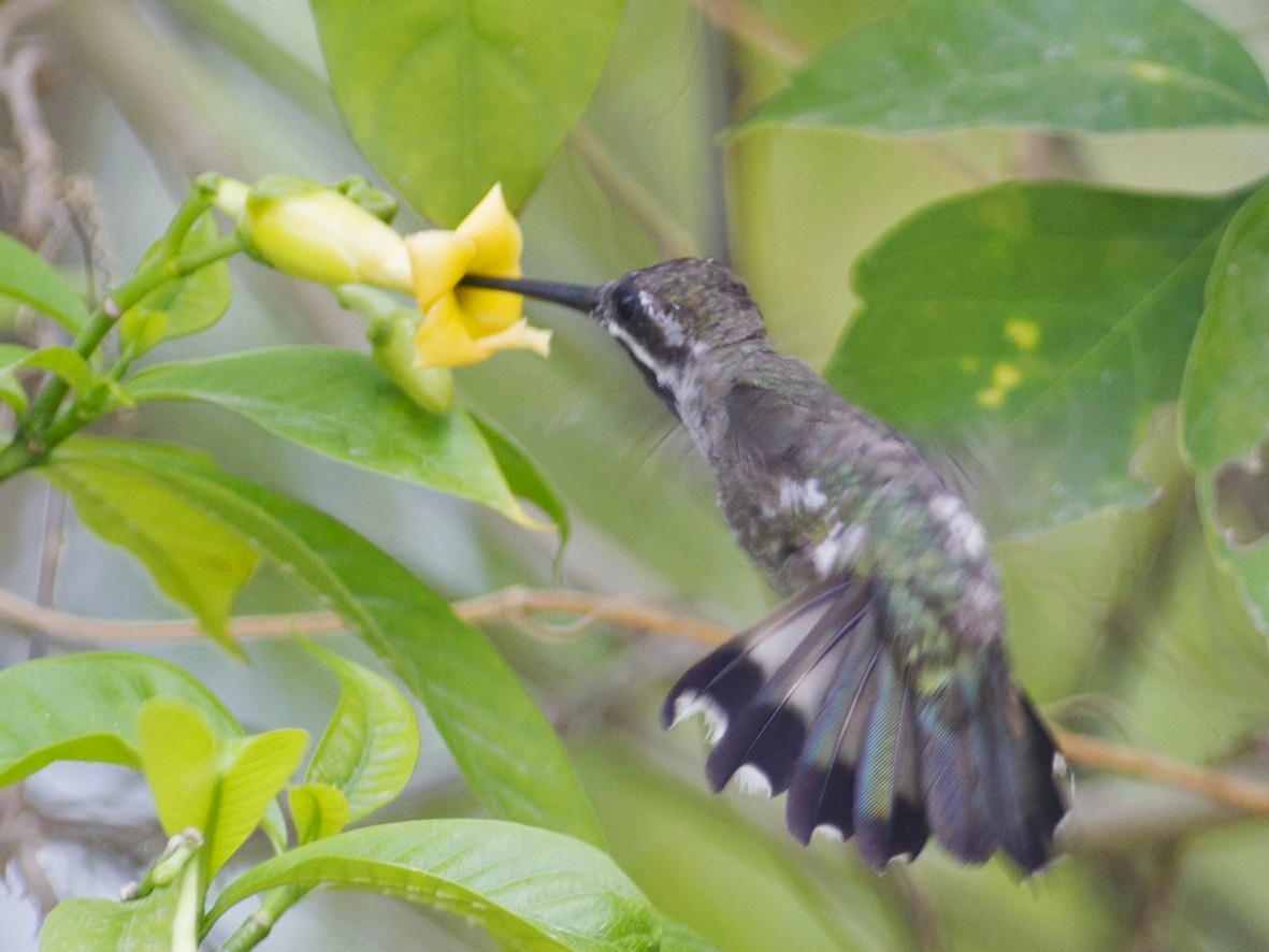 Colibri de Constant - eBird