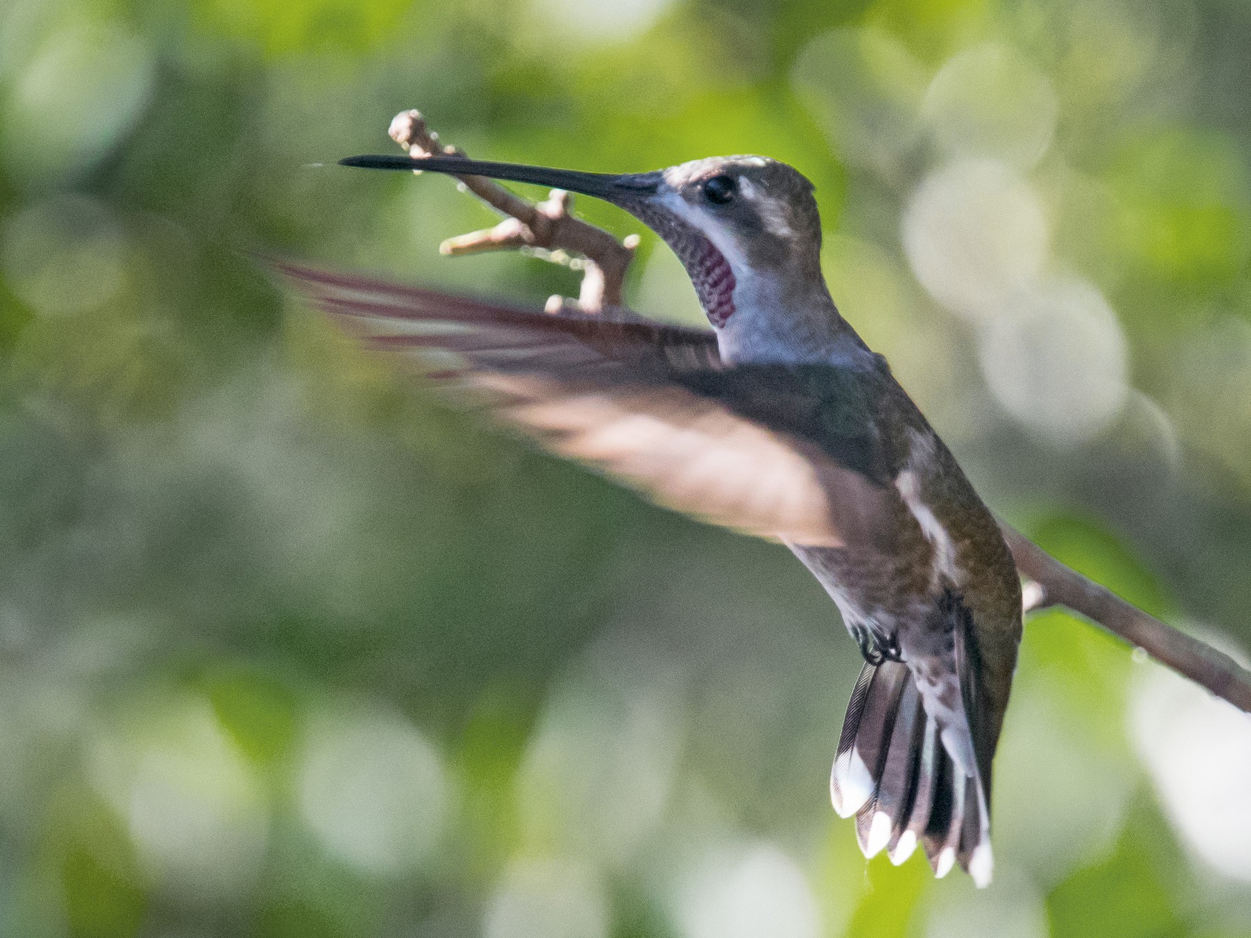 Colibri de Constant - eBird