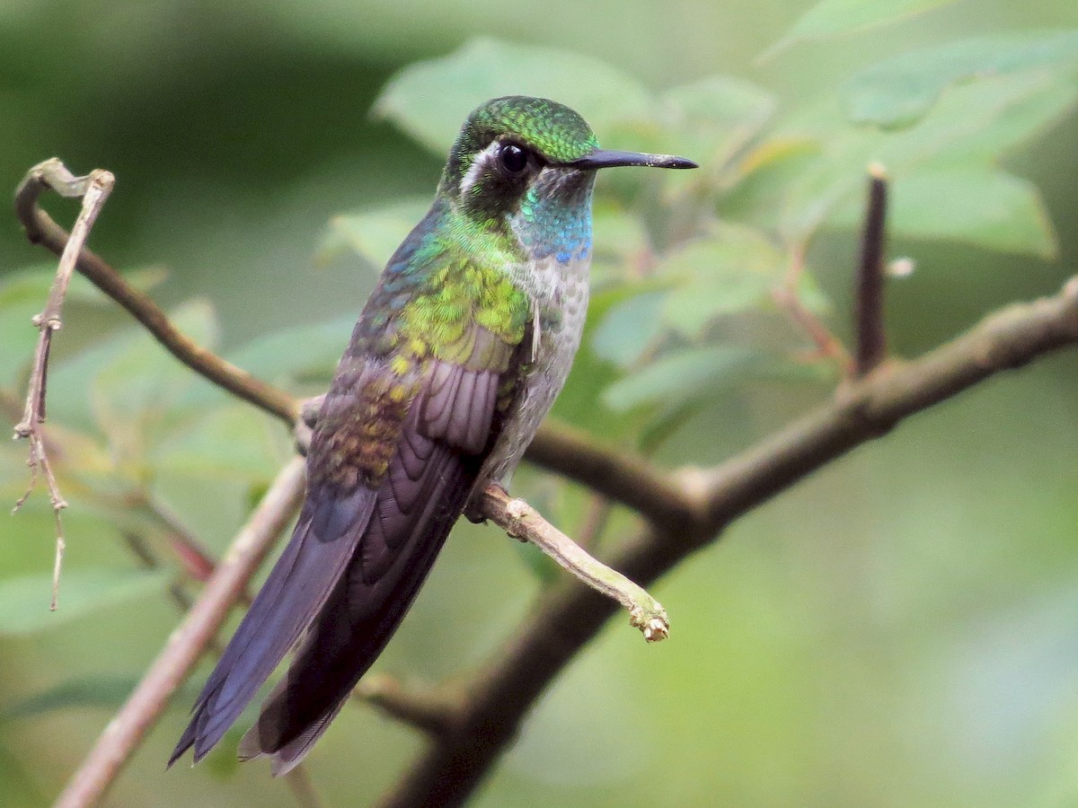 Green-throated Mountain-gem - Lampornis viridipallens - Birds of the World