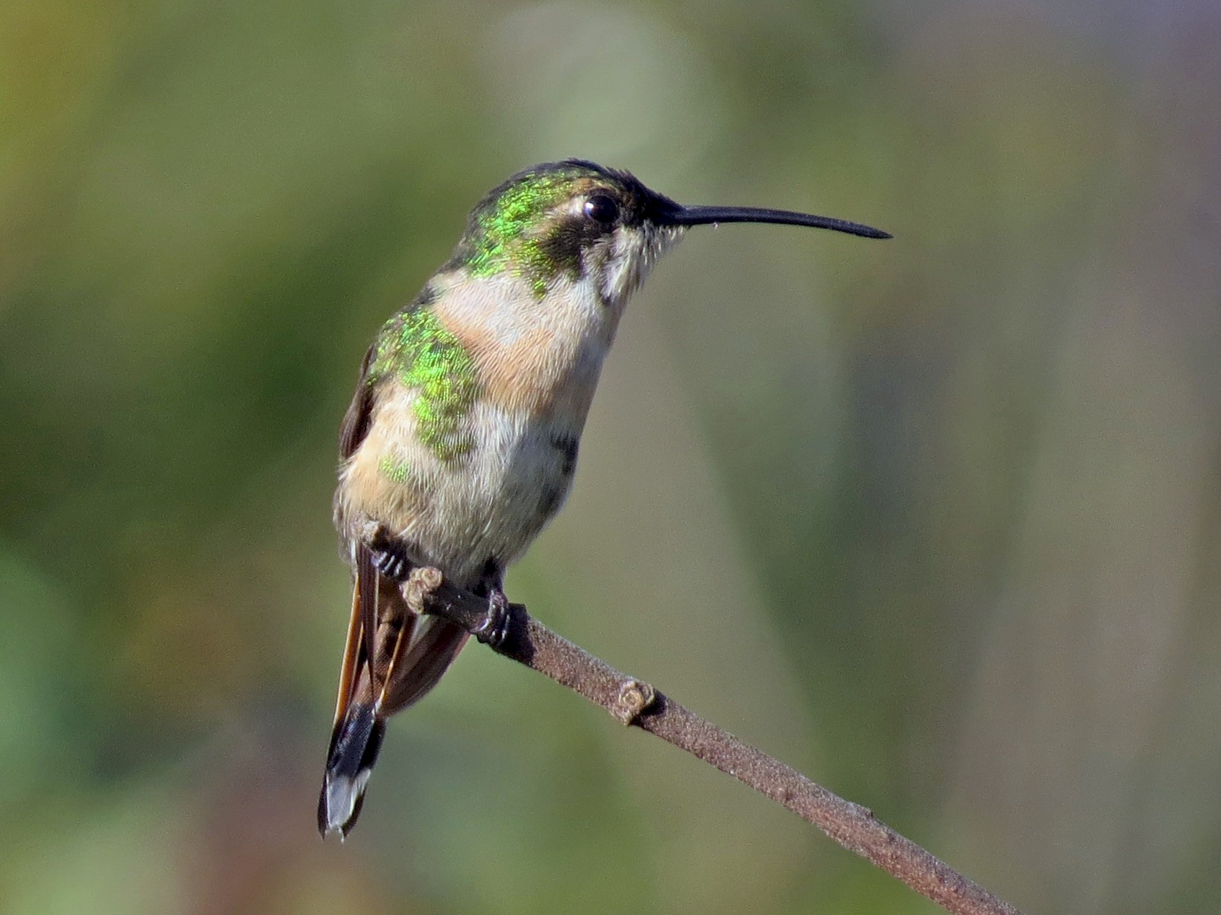 Colibri à queue singulière - eBird