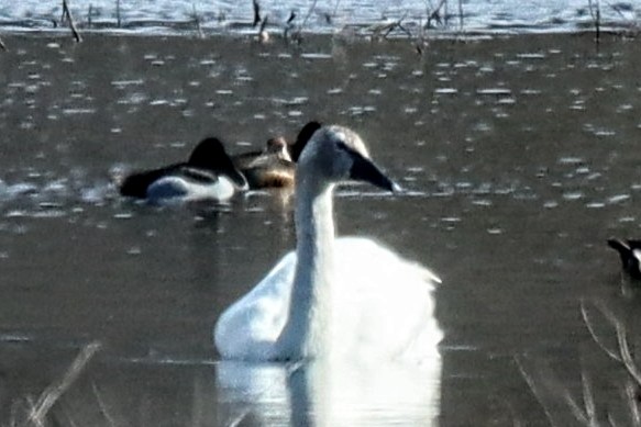 eBird Checklist - 15 Mar 2022 - Akeley Swamp IBA - 30 species