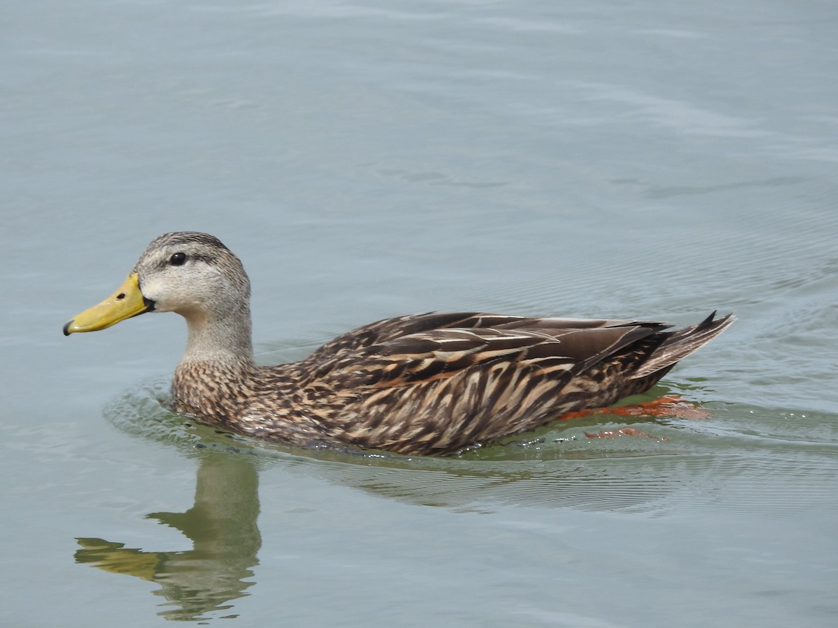 eBird Checklist - 15 Mar 2022 - John R. Bonner Nature Park - 16 species ...