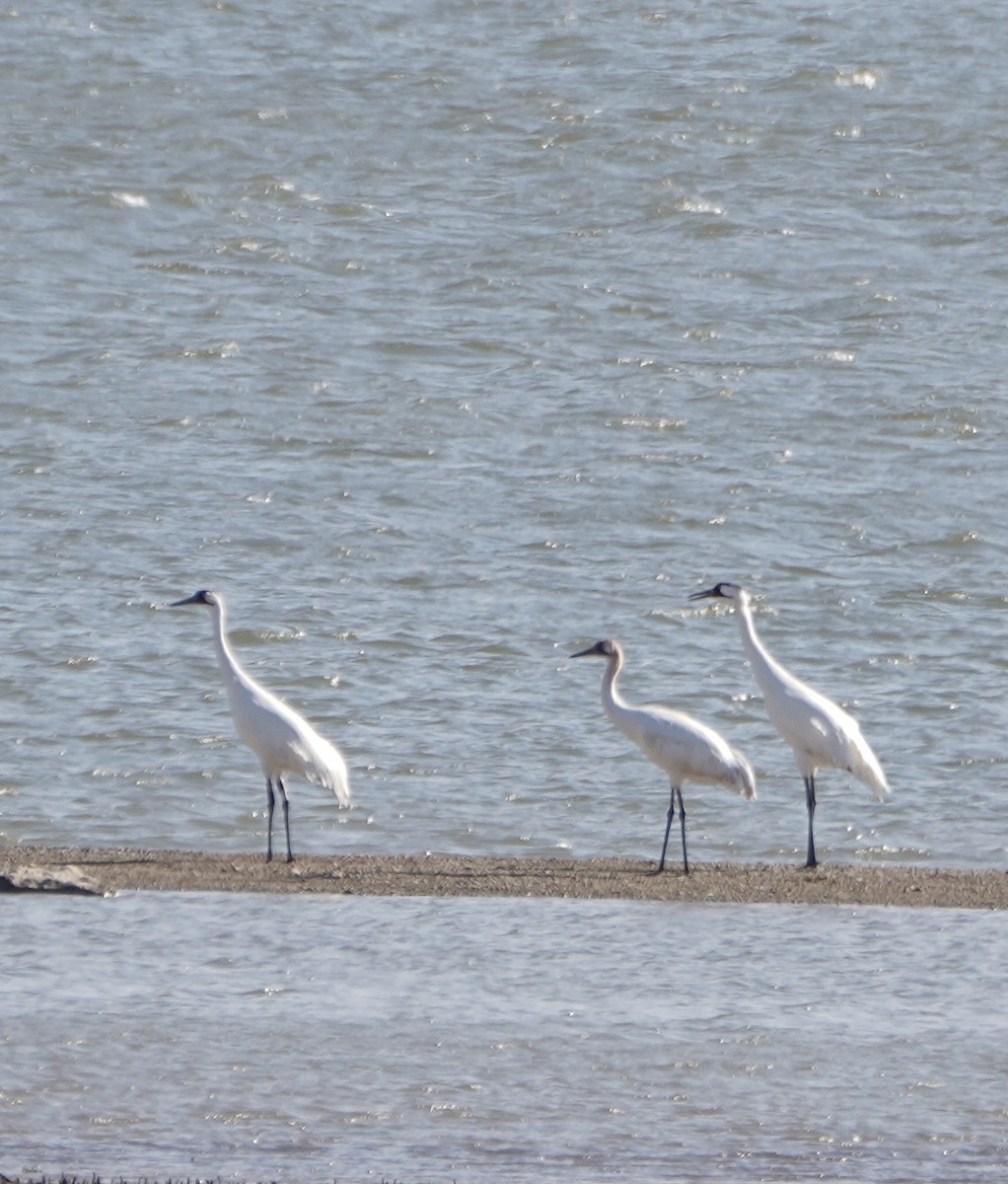 eBird Checklist - 15 Mar 2022 - Benbrook Lake--Holiday Pk (PPW-W061 ...