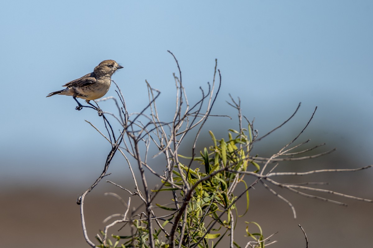 eBird Checklist - 1 Apr 2021 - 6443, Eucla AU-WA -31.57935, 128.80155 ... eBird Checklist - 1 Apr 2021 - 6443, Eucla AU-WA -31.57935, 128.80155 ...