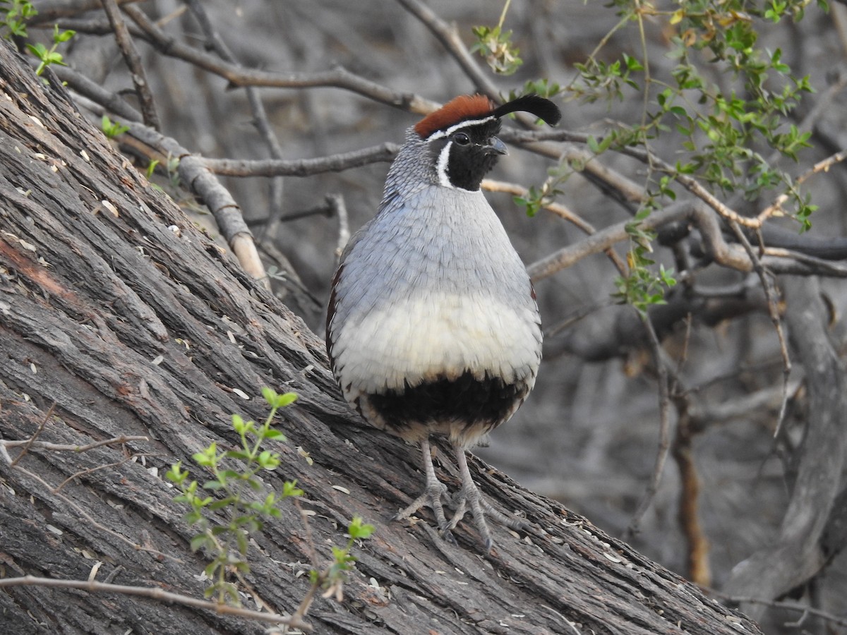 eBird Checklist - 7 Mar 2022 - Riparian Preserve at Gilbert Water Ranch ...
