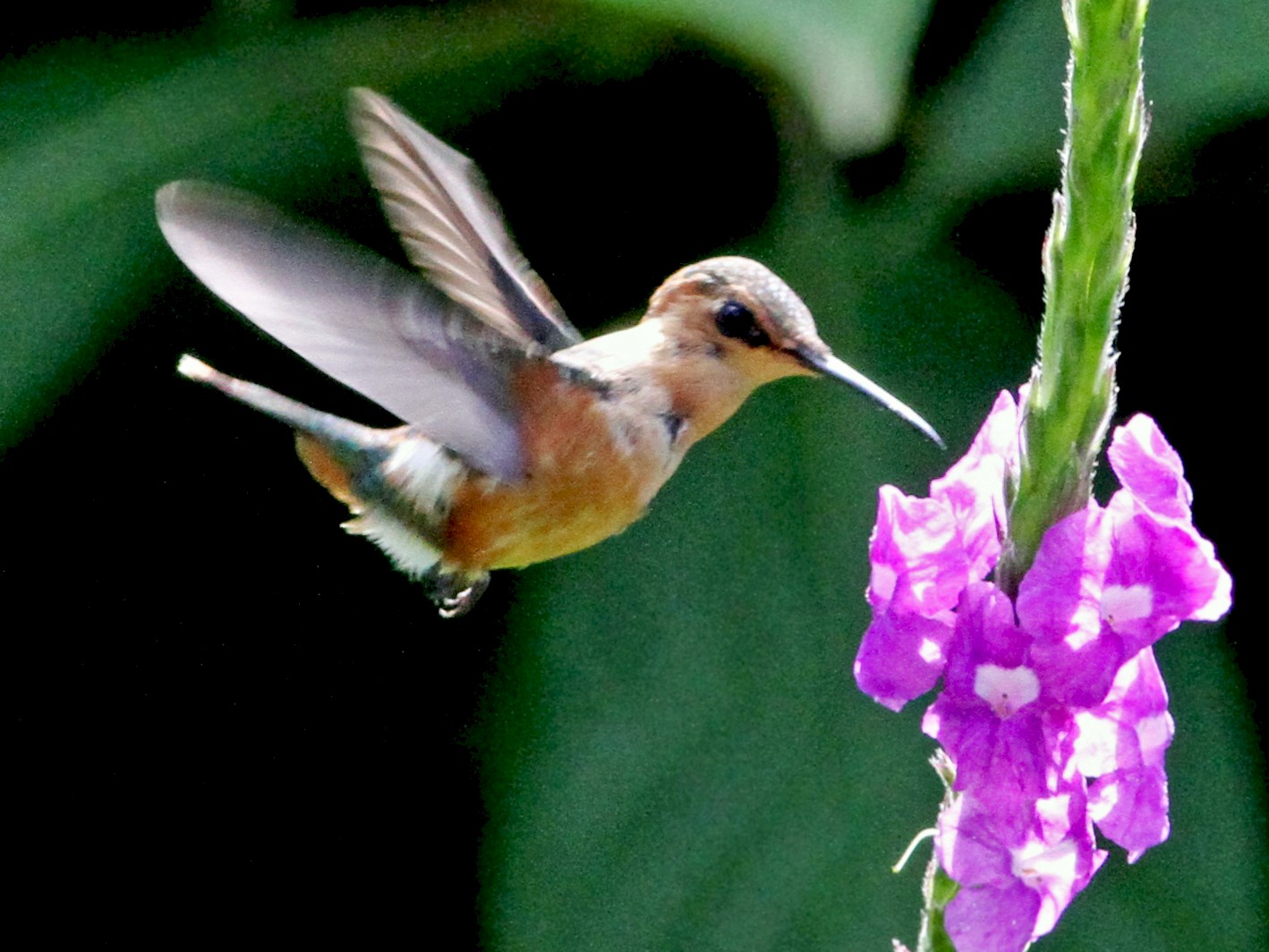Sparkling-tailed Hummingbird - eBird