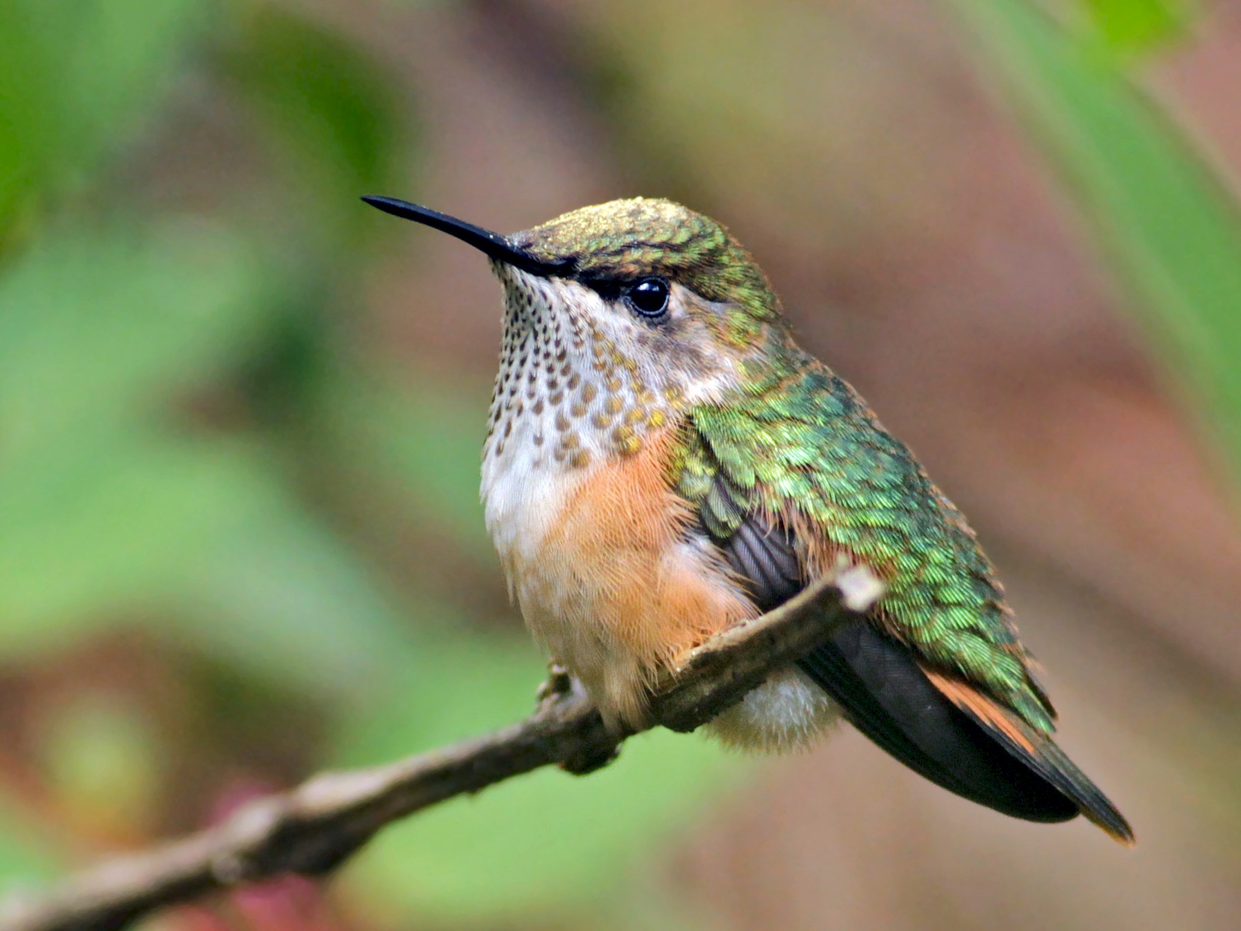 Bee Hummingbird Pictures