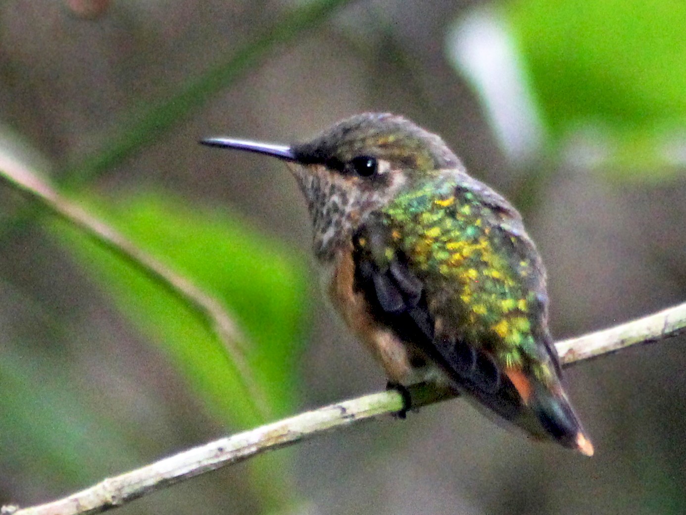 Wine-throated Hummingbird - eBird