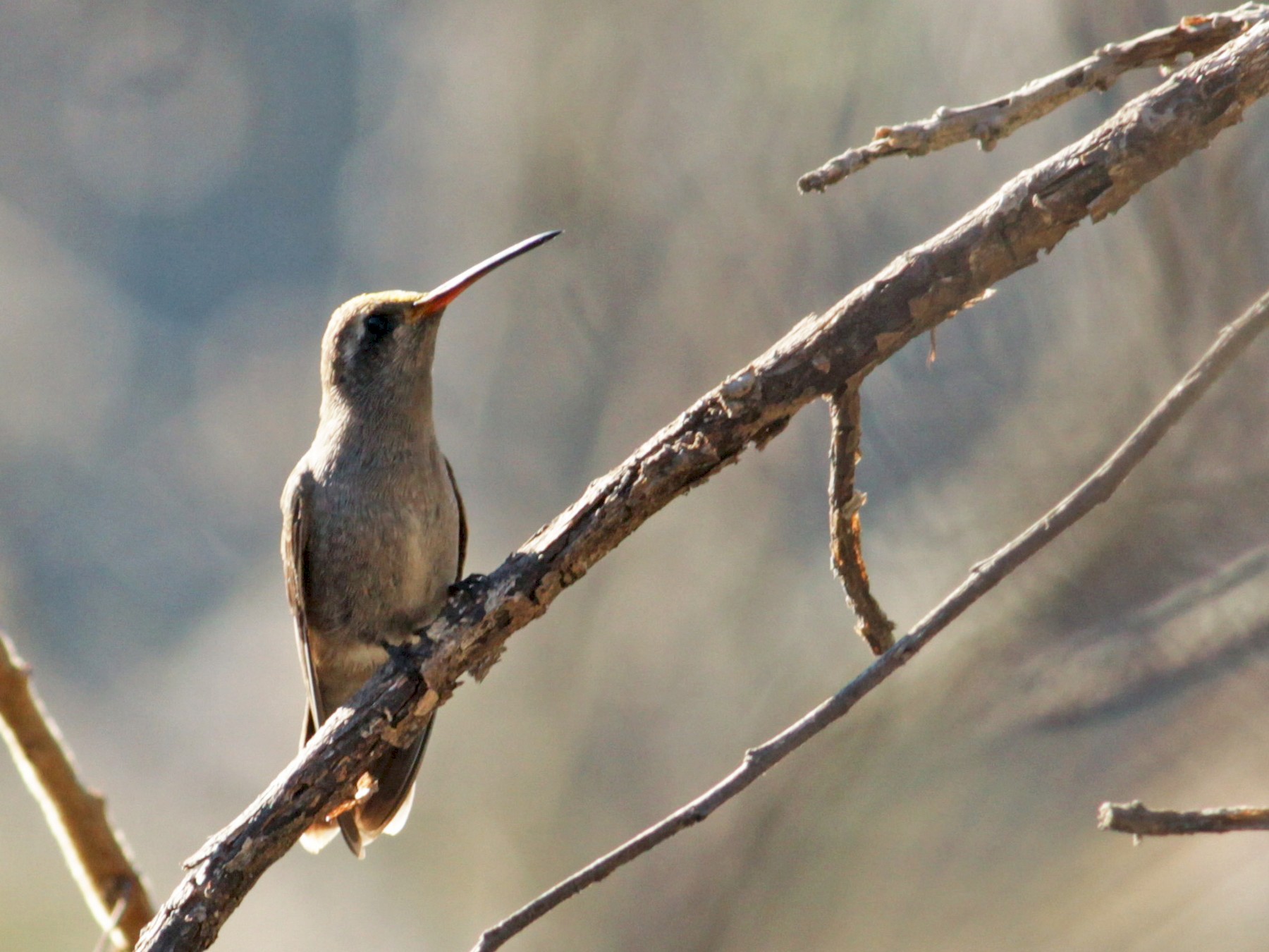 Dusky Hummingbird - eBird