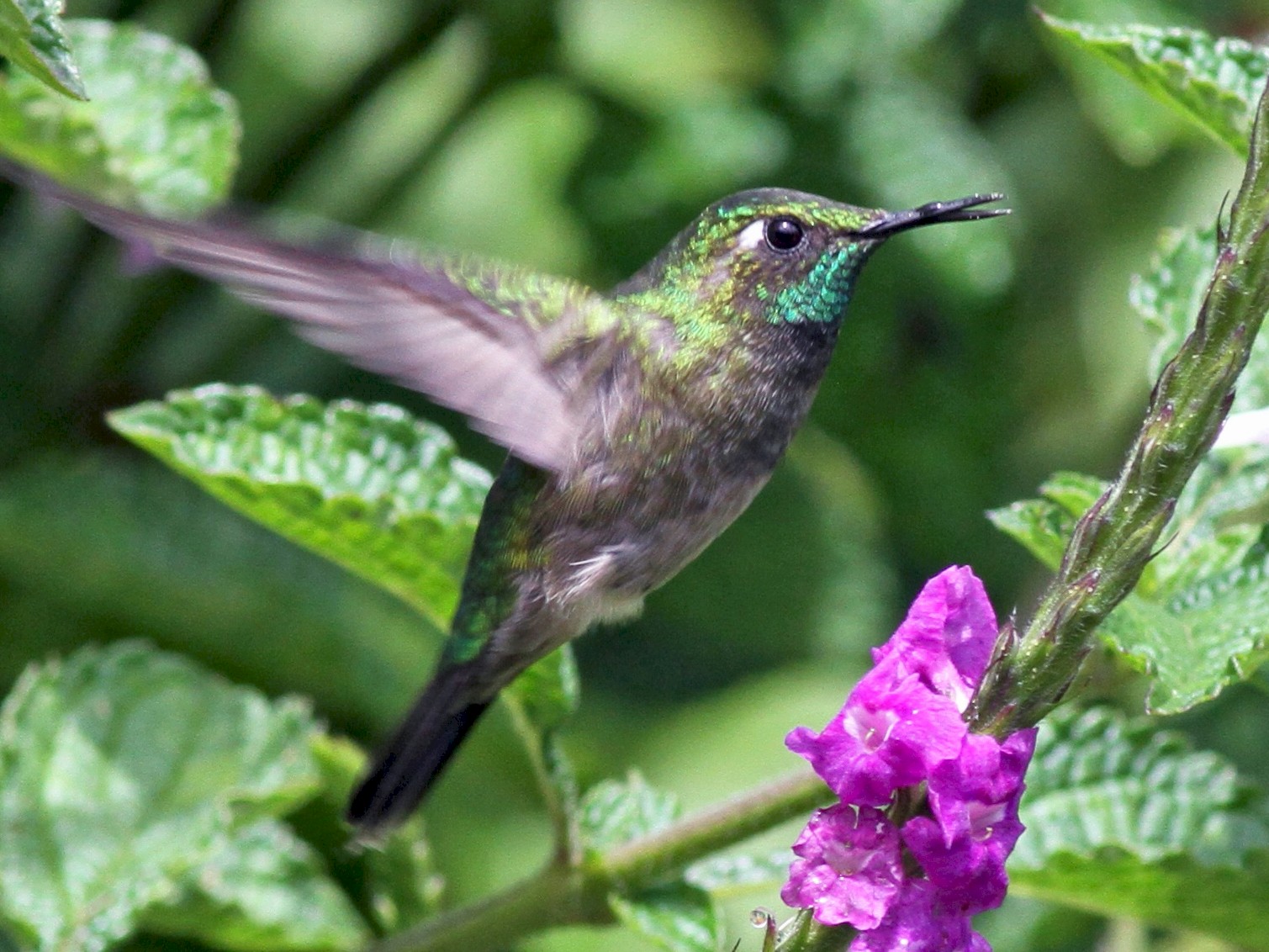 Emerald-chinned Hummingbird - eBird