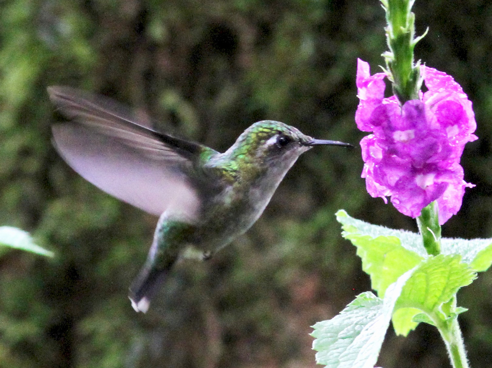 Emerald-chinned Hummingbird - eBird