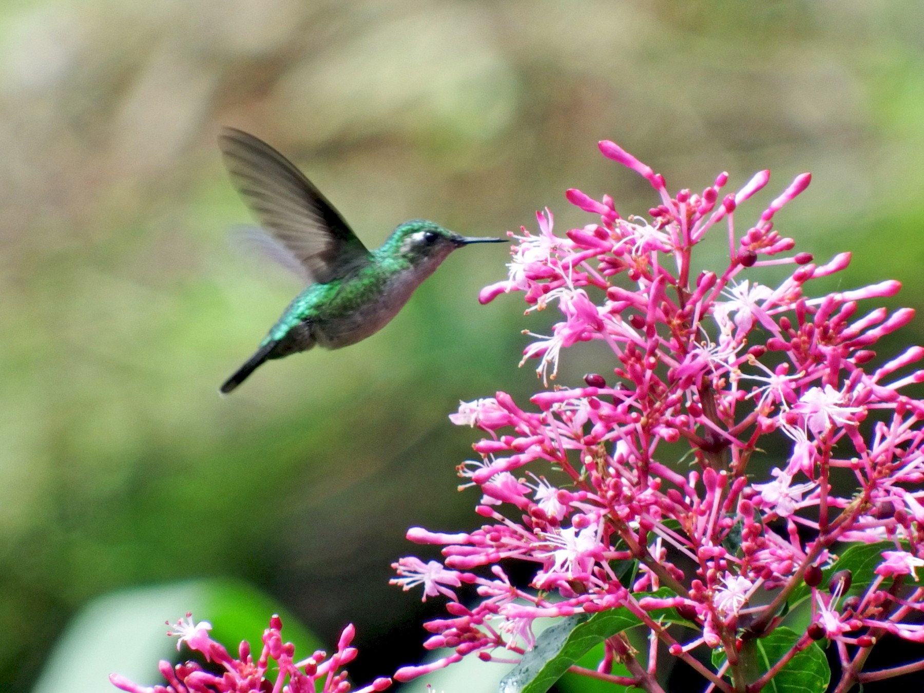 Emerald-chinned Hummingbird - eBird