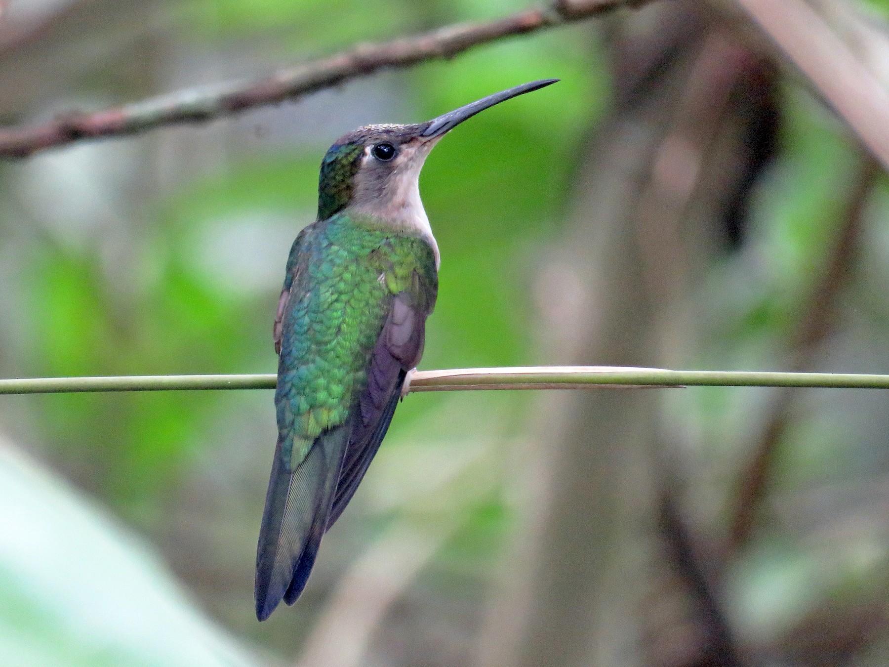 Wedge-tailed Sabrewing (Long-tailed) - eBird