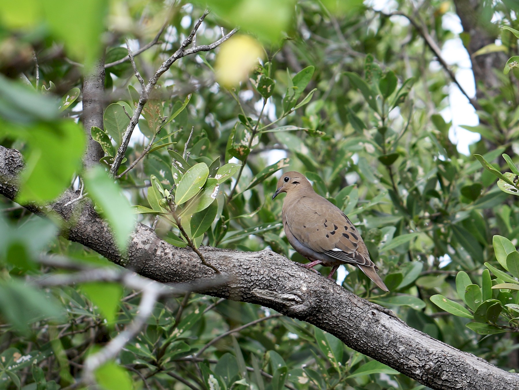 Zenaida Dove - eBird