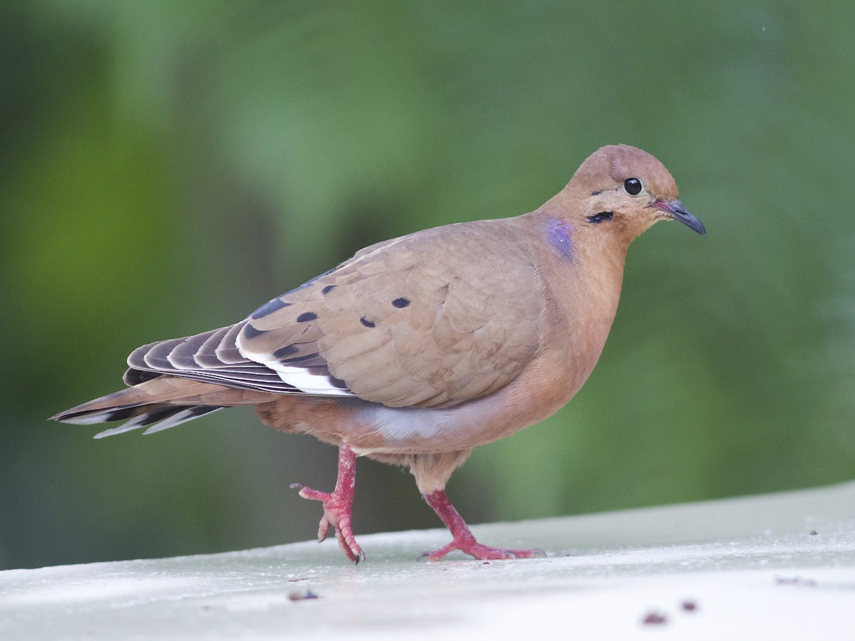 Zenaida Dove - Zenaida aurita - Birds of the World