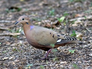 Zenaida Dove