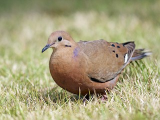 Zenaida Dove In Flight