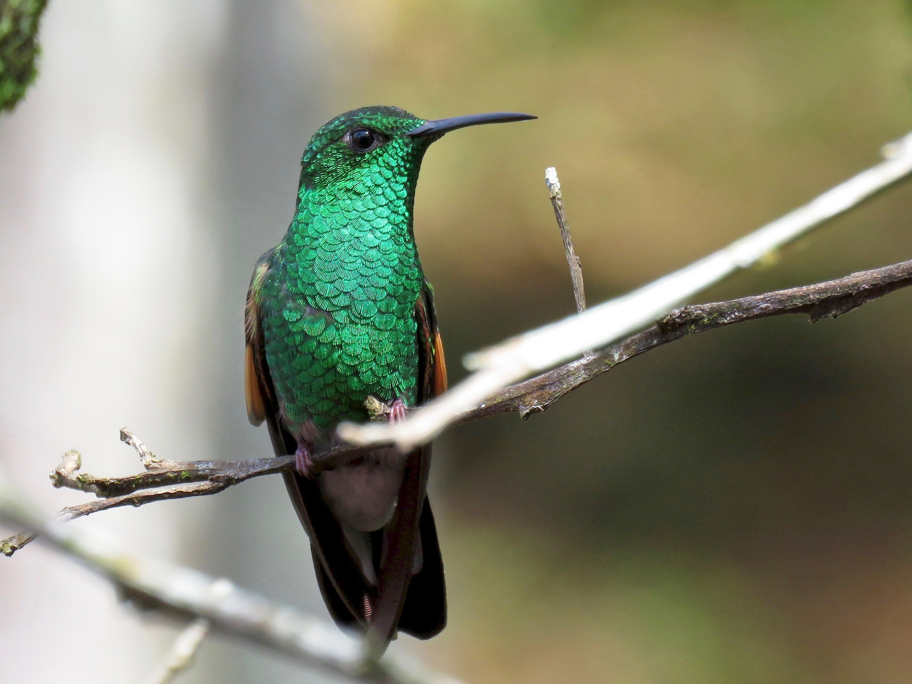 Colibrí Cola Rayada - eBird