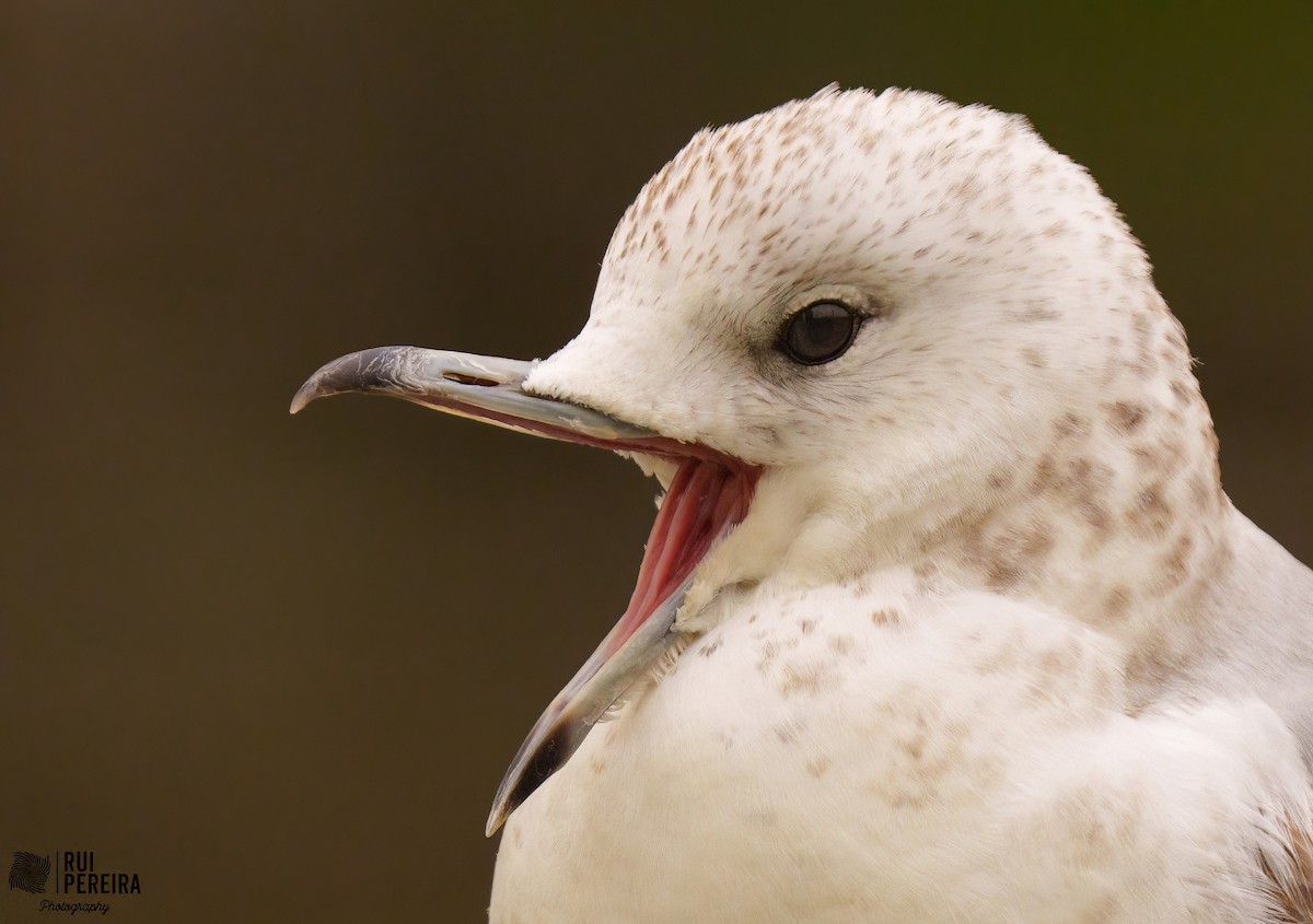 Common Gull - Larus canus - Media Search - Macaulay Library and eBird