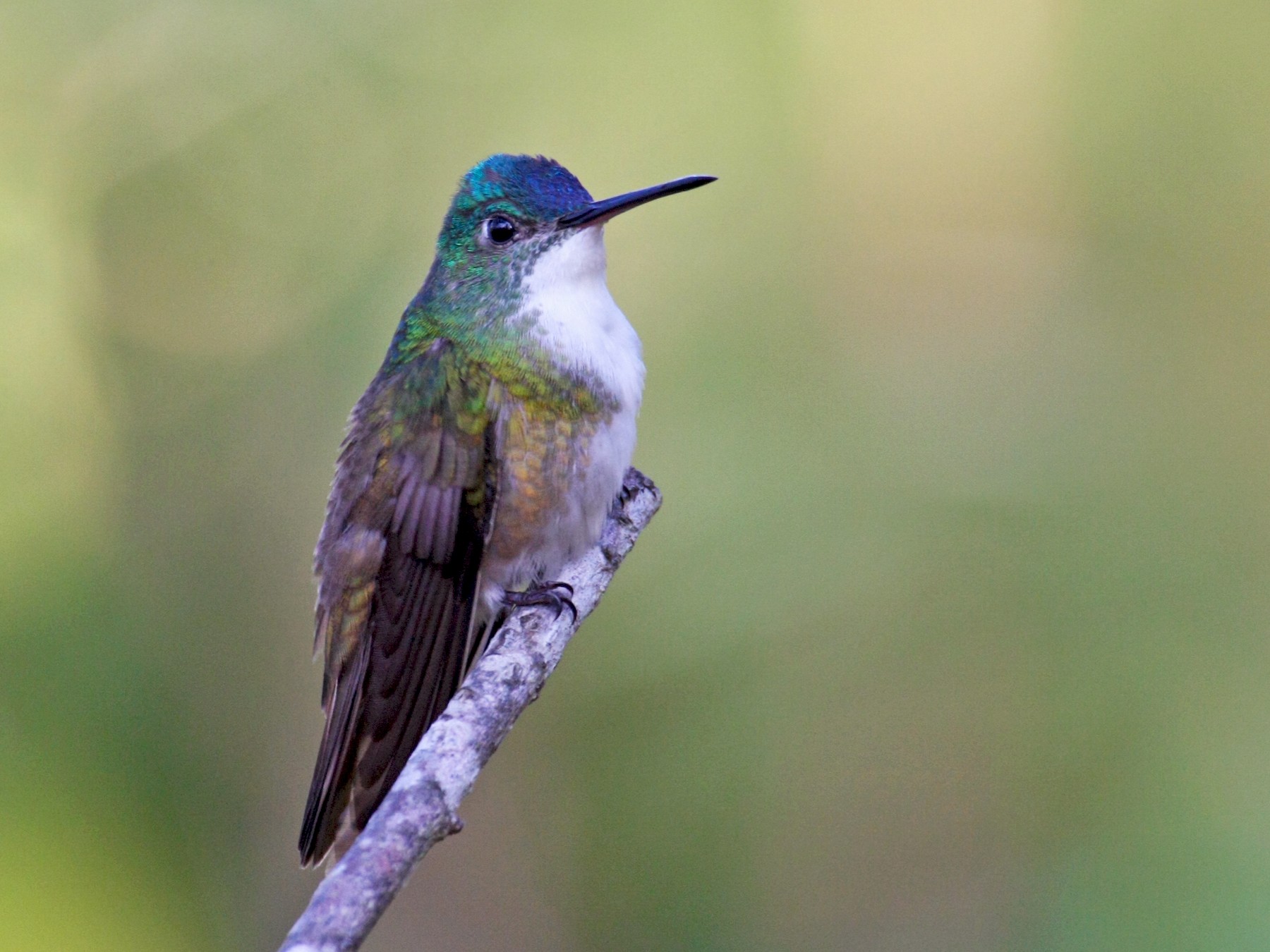 Azure-crowned Hummingbird - eBird