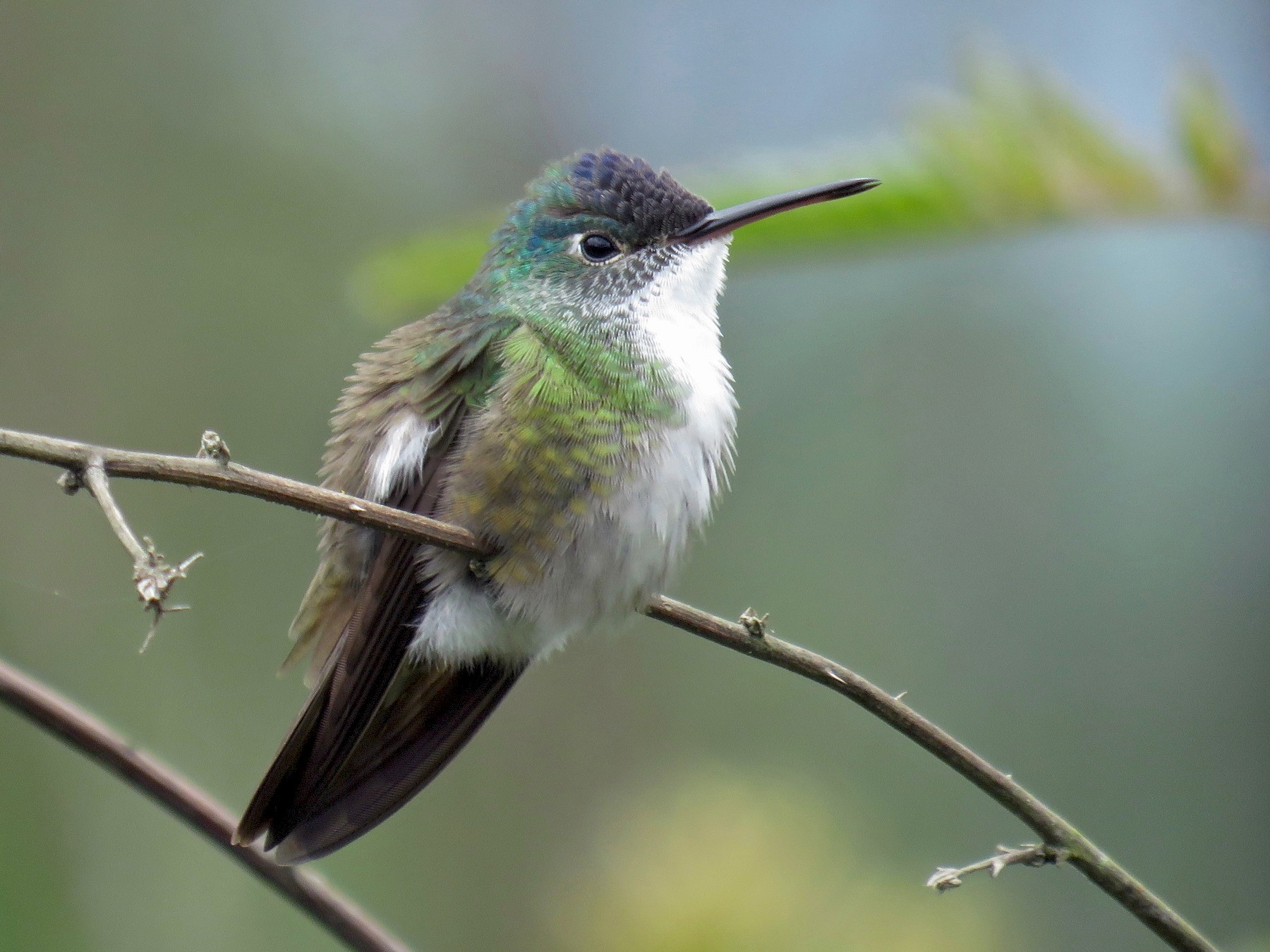 Azure-crowned Hummingbird - eBird