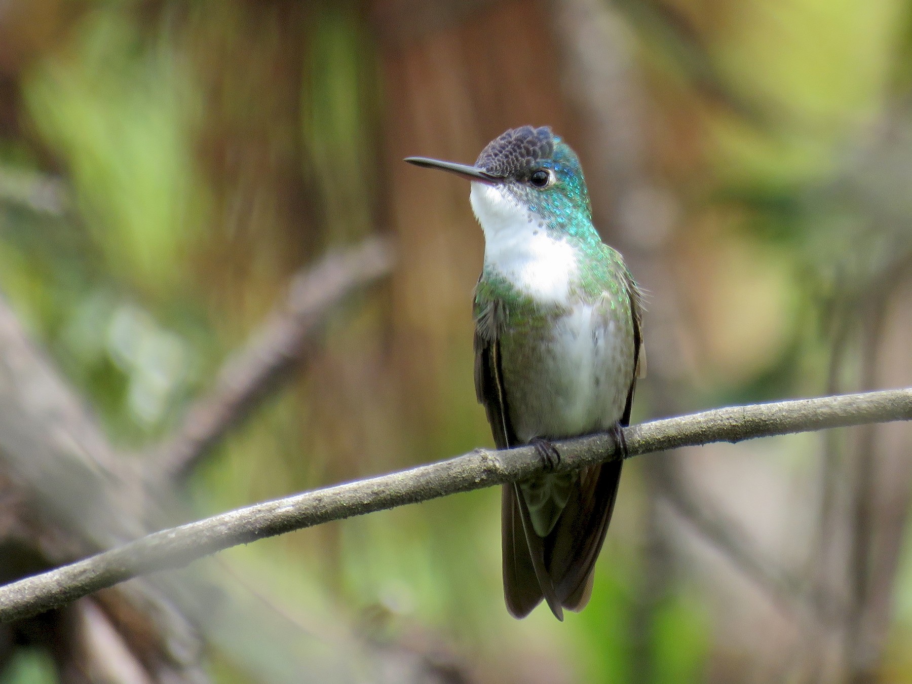 Azure-crowned Hummingbird - eBird