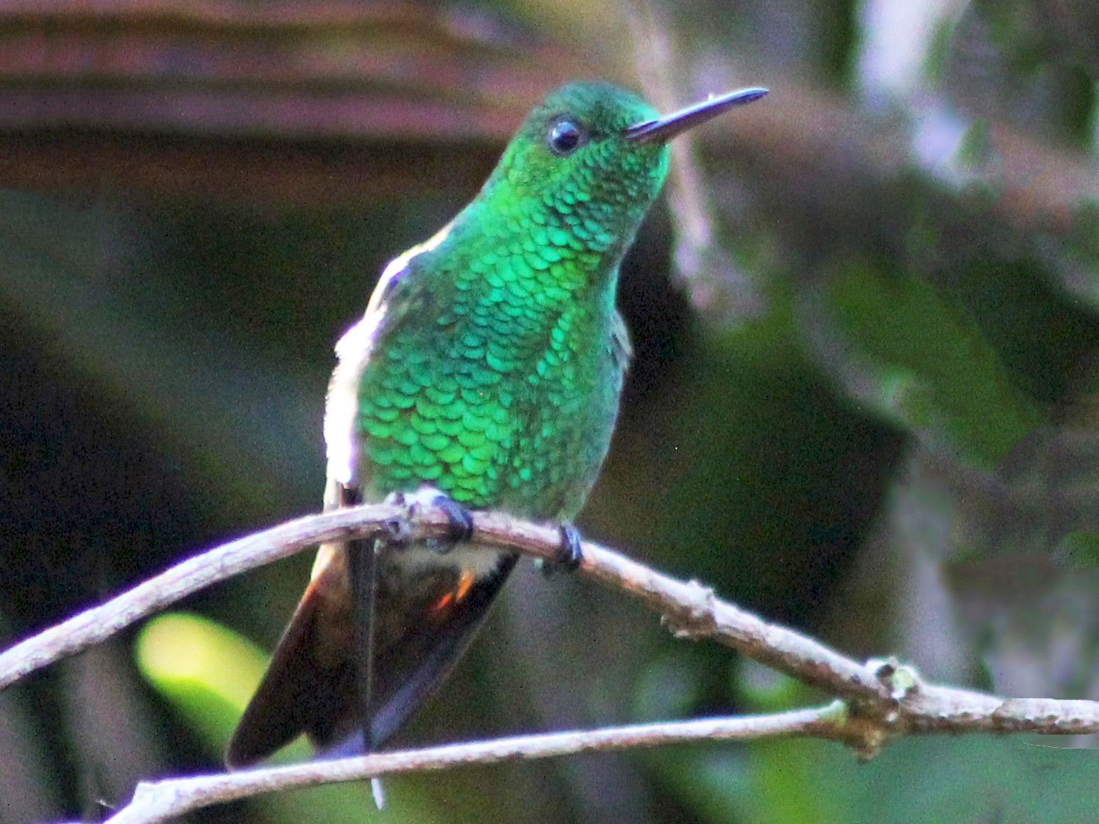 Berylline Hummingbird - eBird