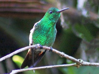 Colibrí Berilo - eBird