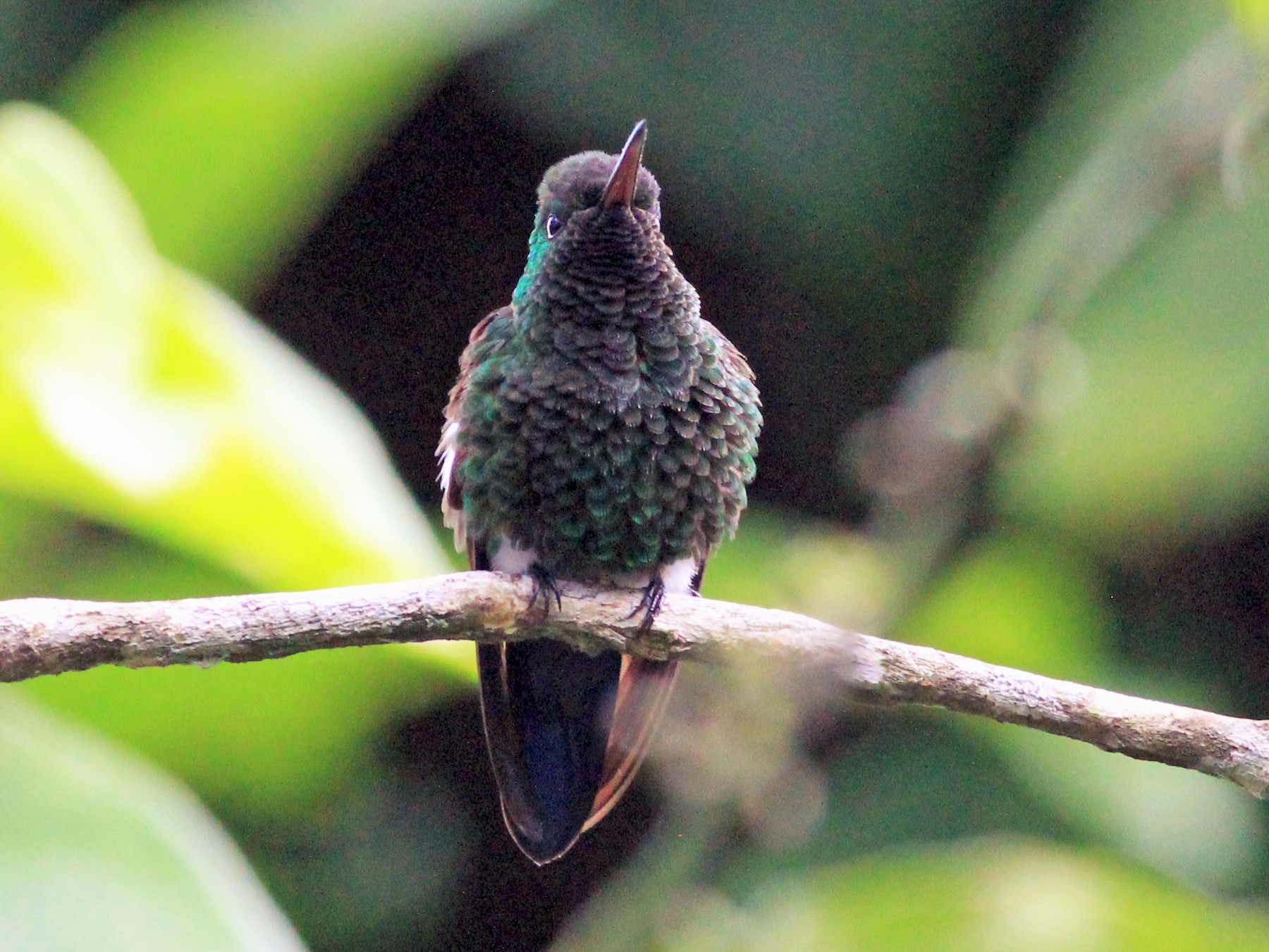 Blue-tailed Hummingbird - eBird