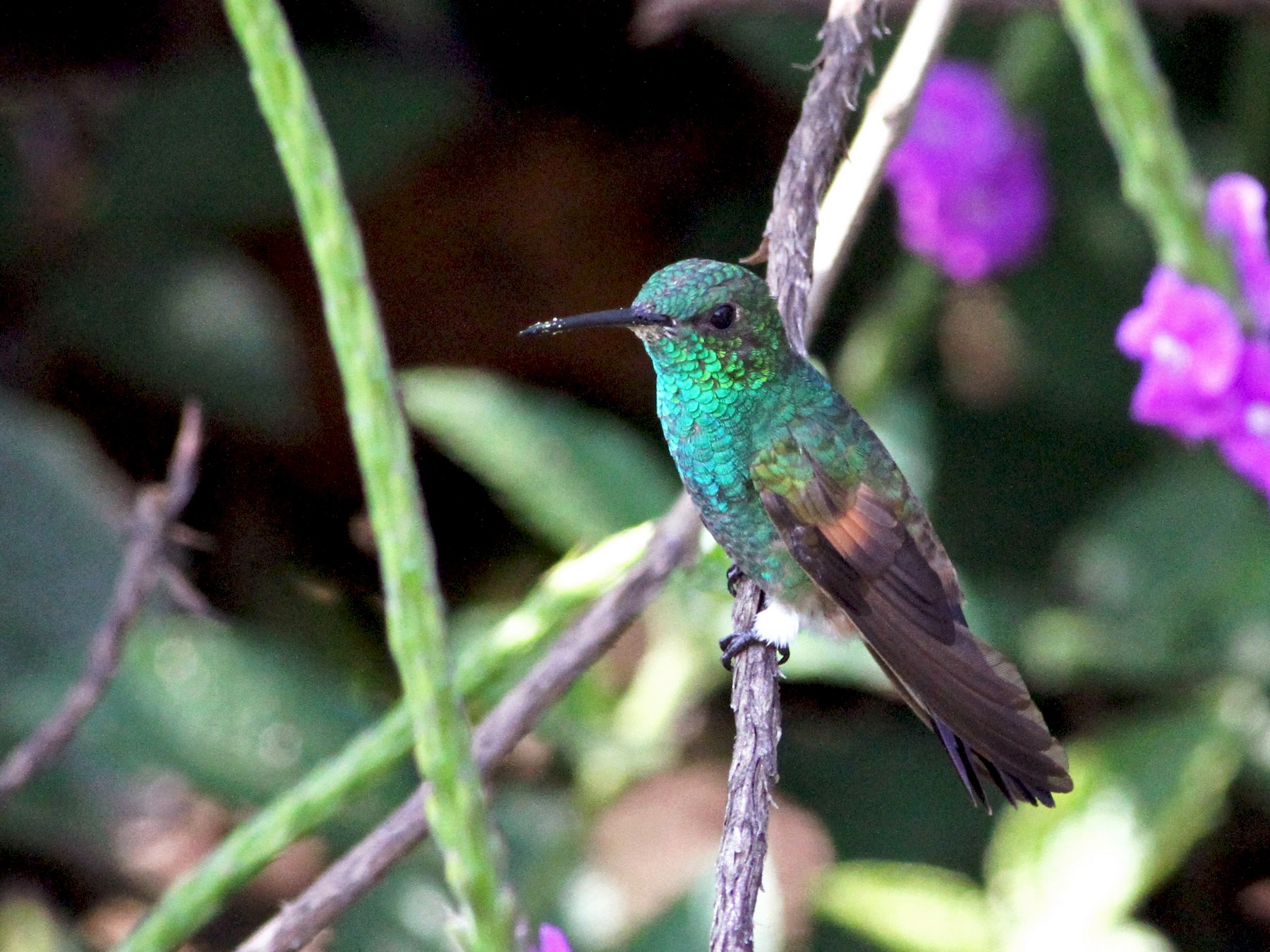 Blue-tailed Hummingbird - eBird