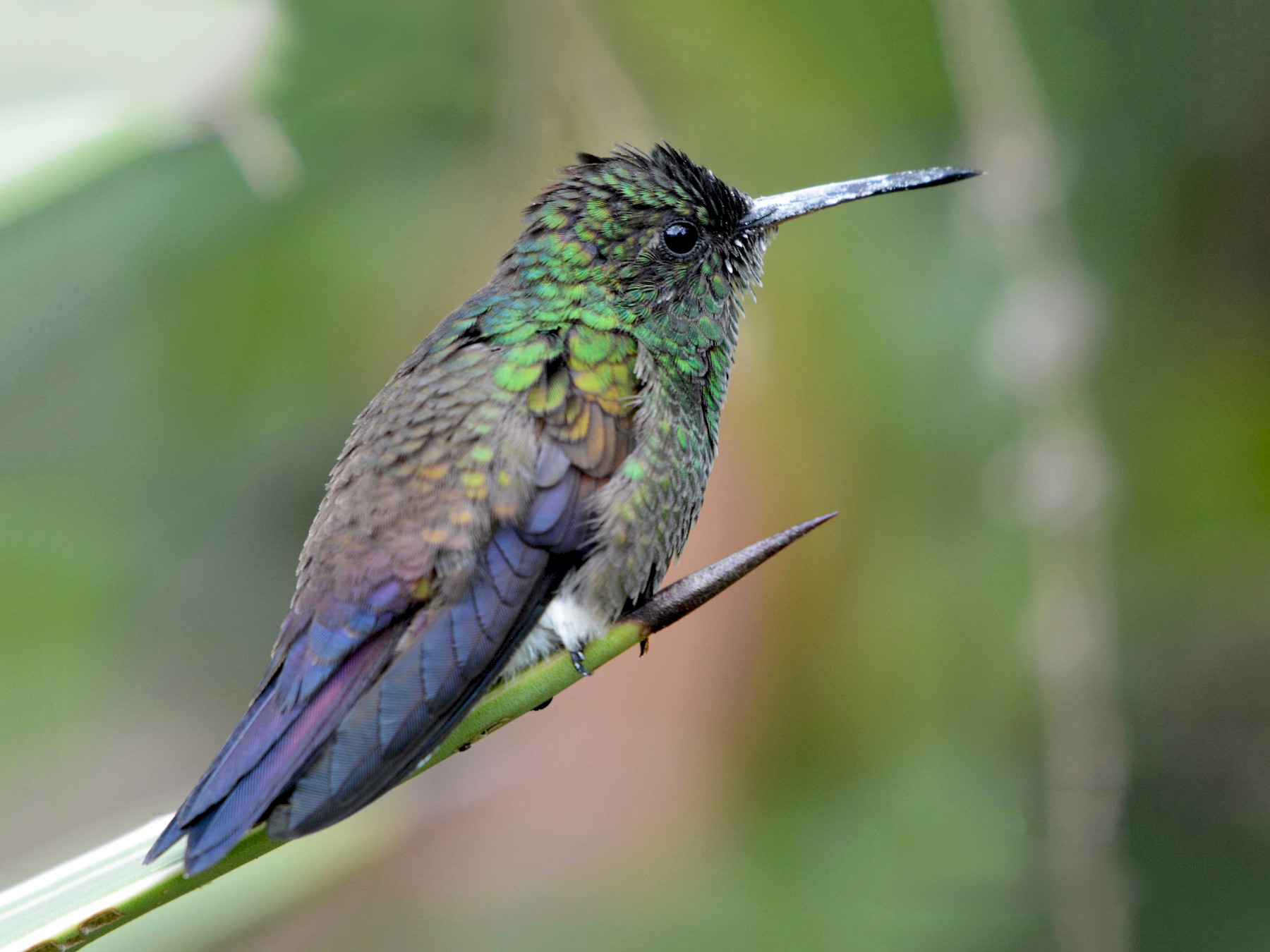 Blue-tailed Hummingbird - eBird