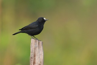 White-fronted Black-Chat - Oenanthe albifrons - Birds of the World