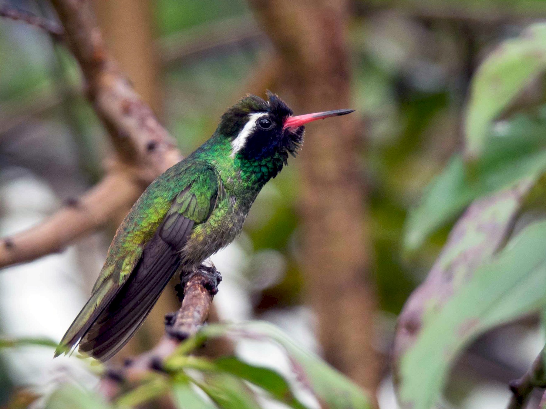 White Eared Hummingbird