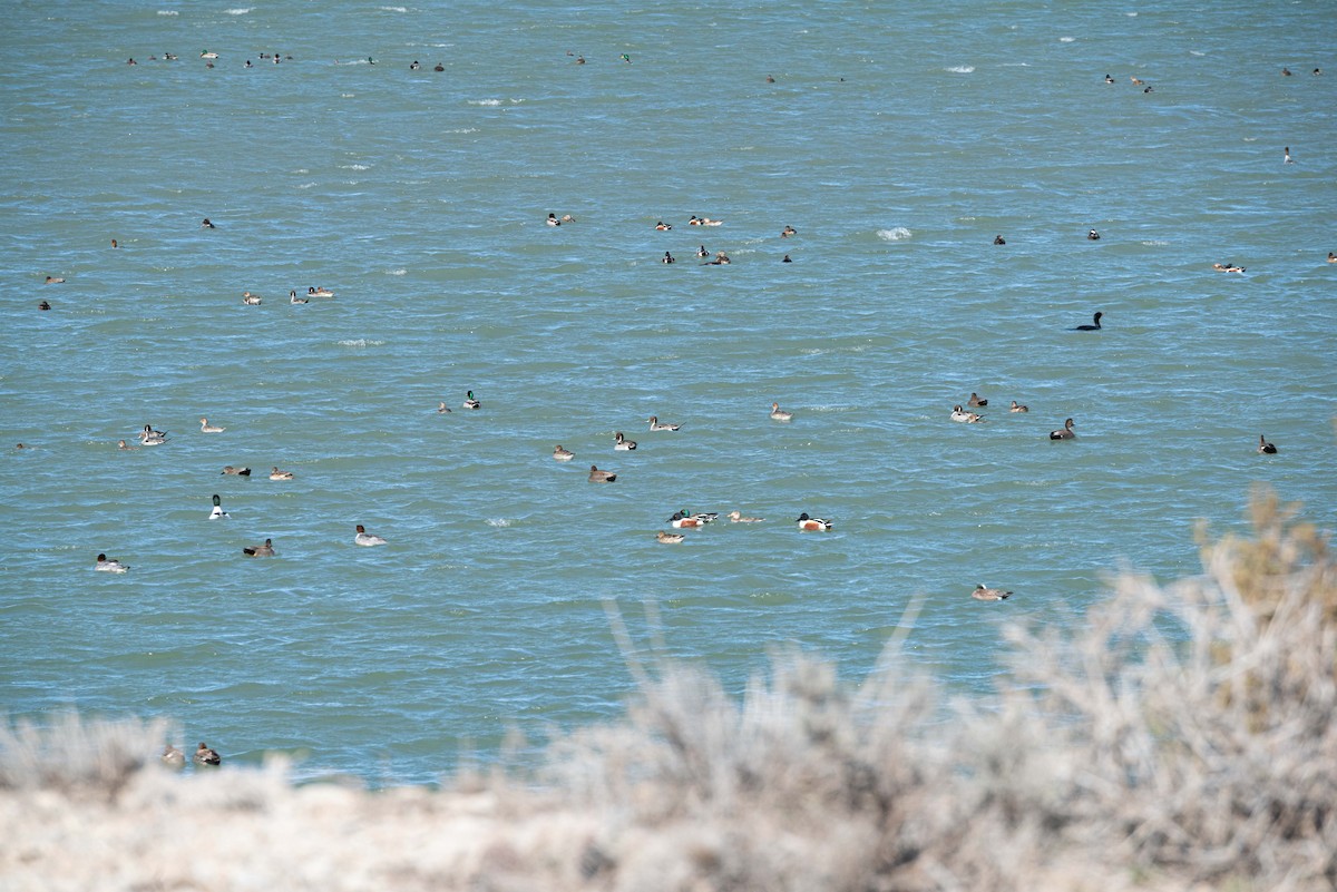 eBird Checklist - 17 Mar 2022 - Totten Reservoir - 33 species