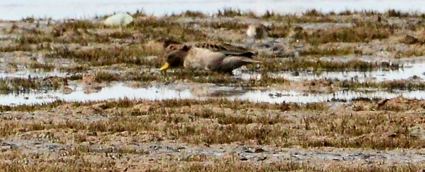eBird Checklist - 18 Oct 2016 - Lago Uru Uru - 27 species