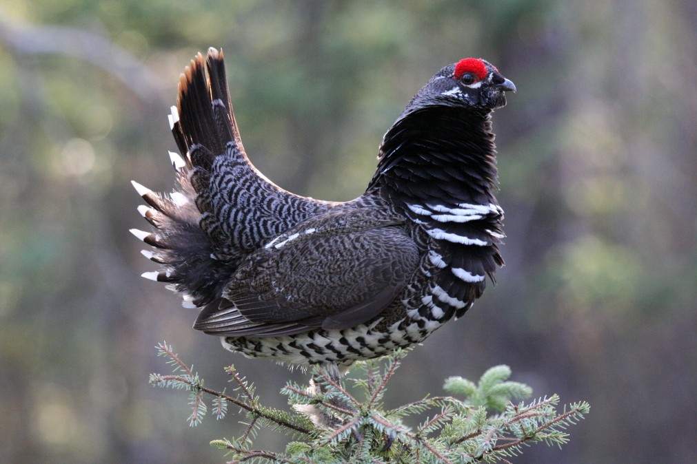 Northwestern Coniferous Forest Birds