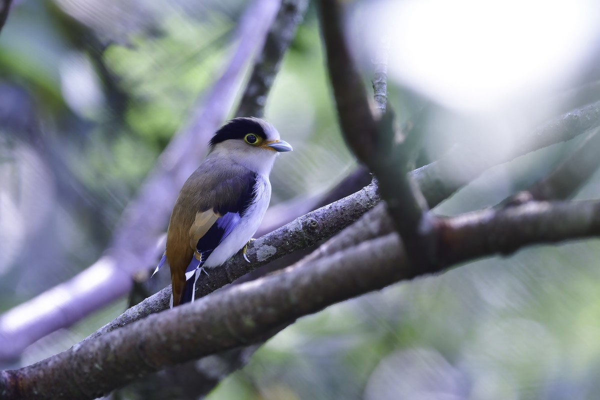 eBird Japan Checklist - 9 Mar 2022 - Doi Pha Hom Pok NP--Doi Lang (E ...
