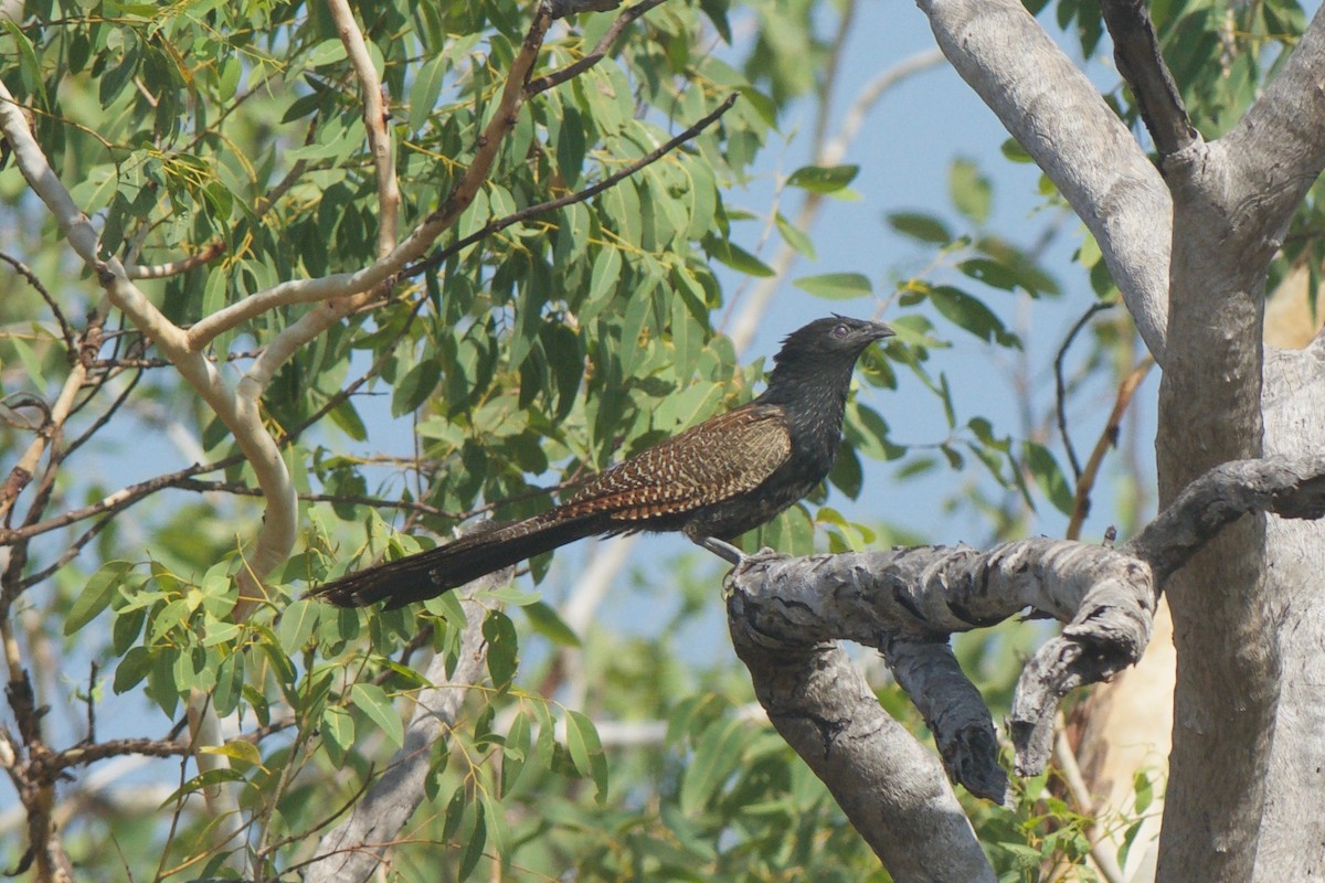 eBird Checklist - 18 Oct 2016 - Marrakai Track - 43 species