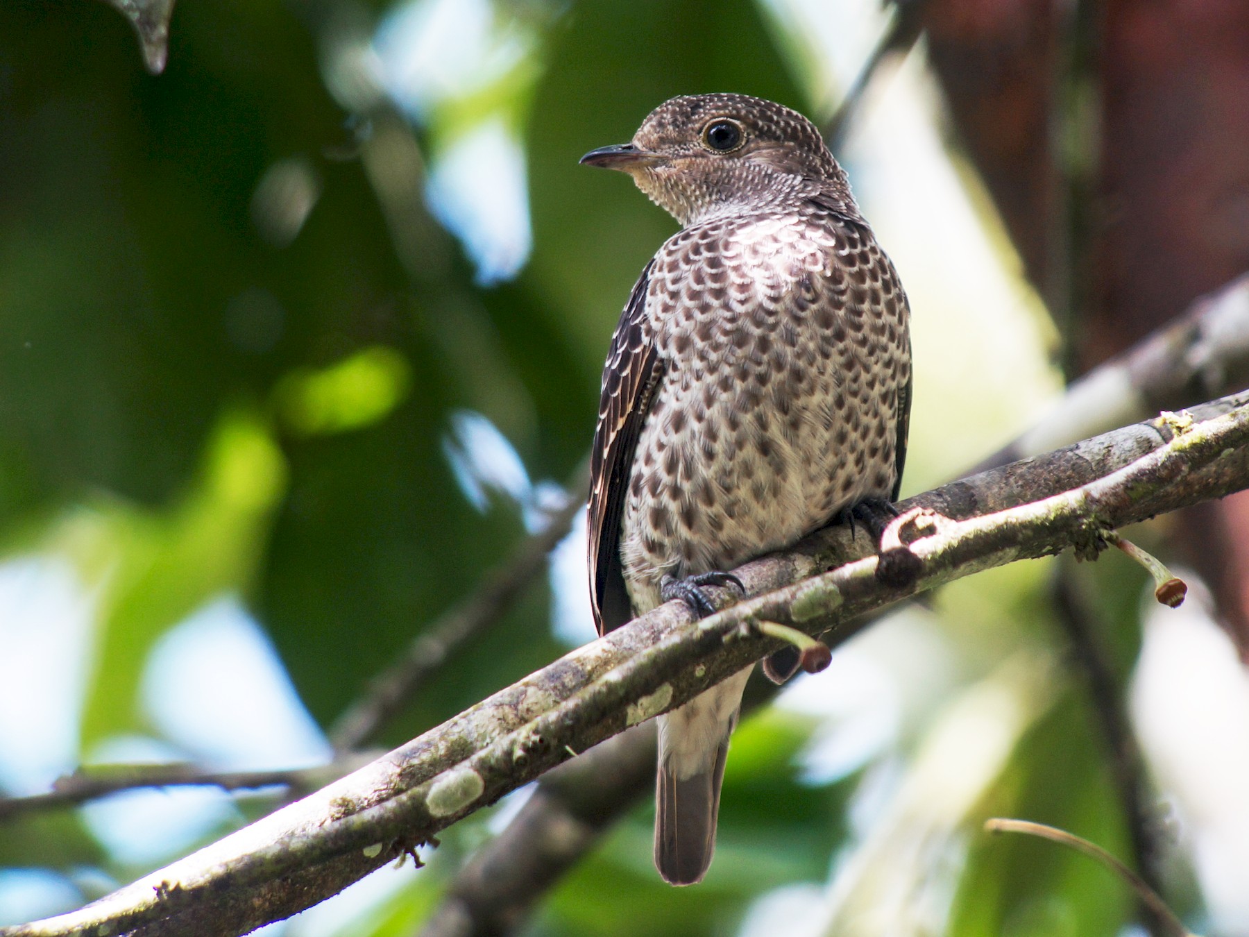 Lovely Cotinga - eBird