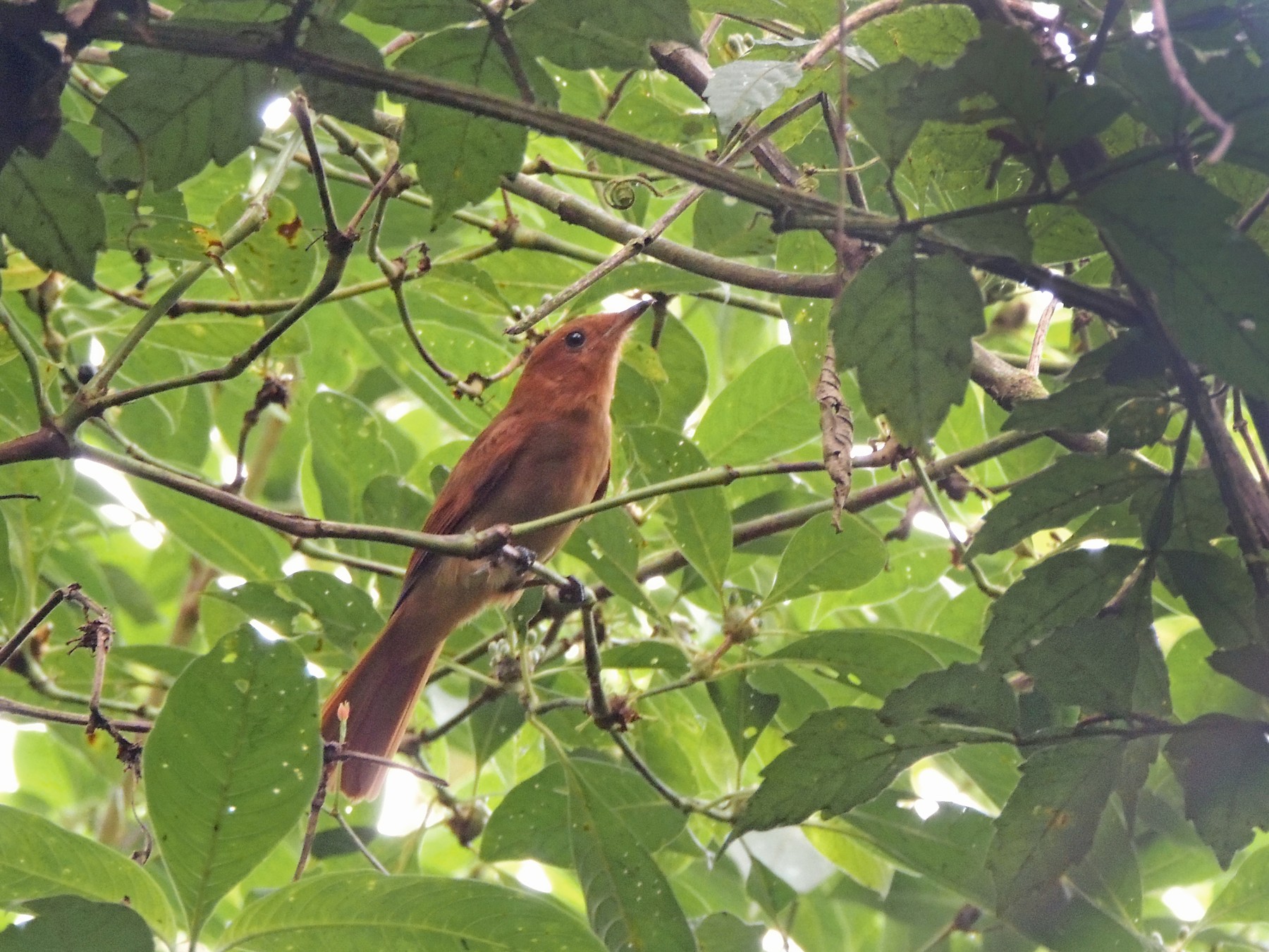 Rufous Piha - eBird