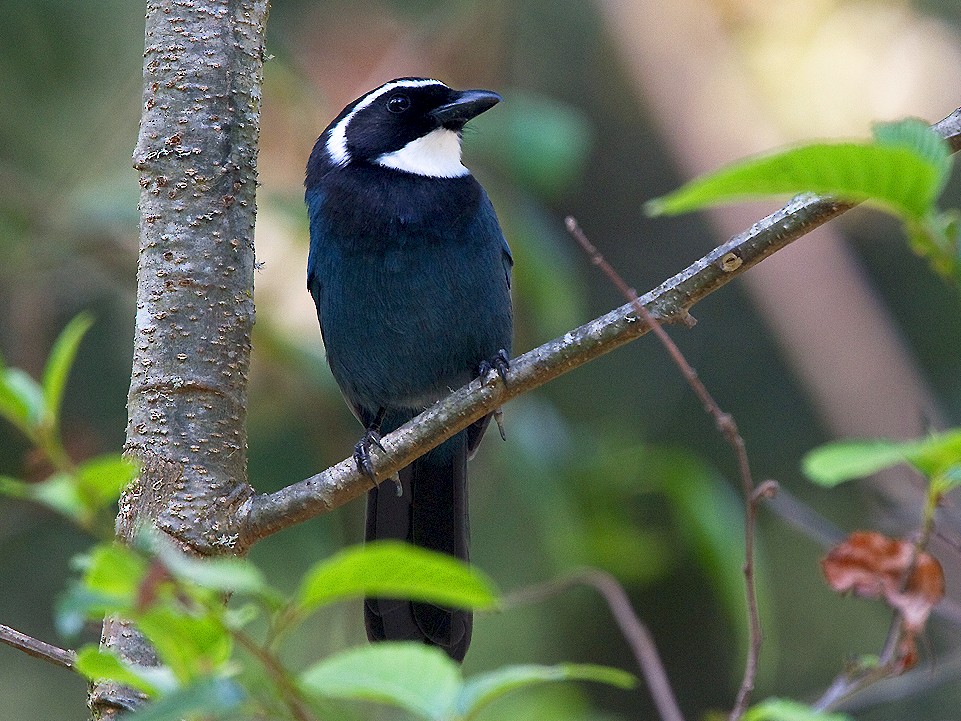 White-throated Jay - Cyanolyca mirabilis - Birds of the World