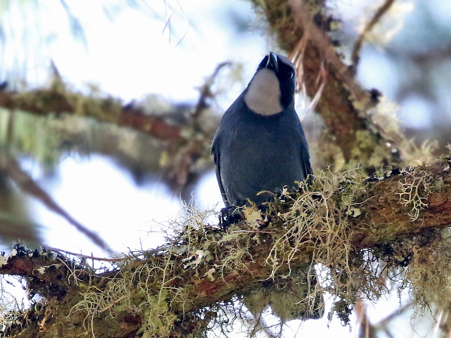 Dwarf Jay - eBird