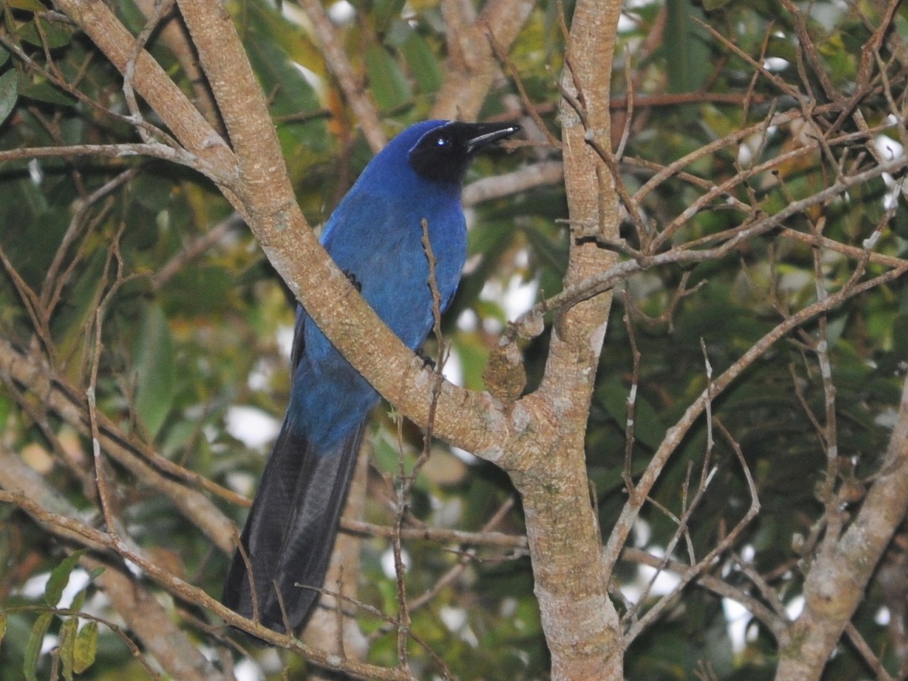 Black-throated Jay - eBird