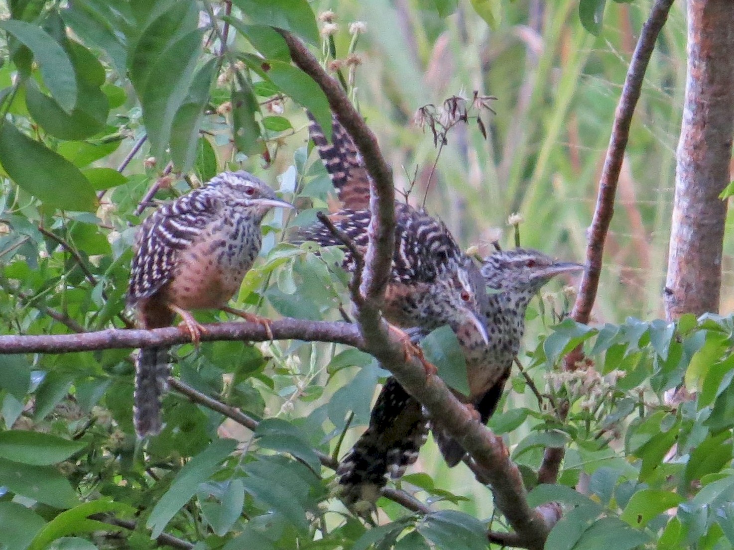 Band-backed Wren - eBird