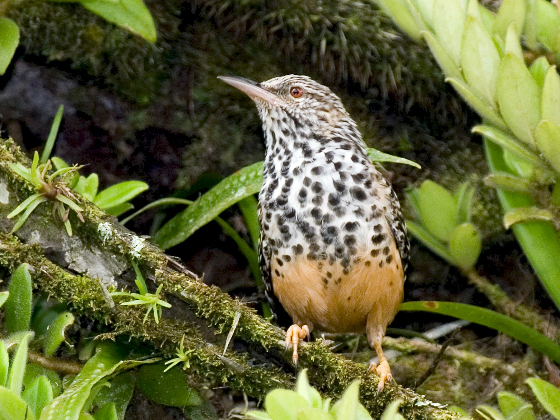 Band-backed Wren - eBird