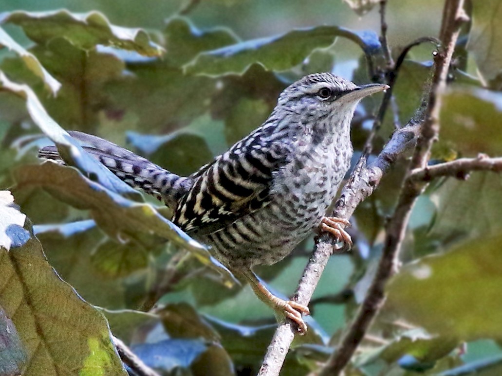Matraca Barrada - eBird