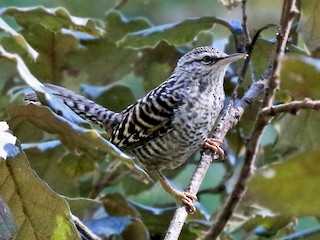 Gray-barred Wren - eBird
