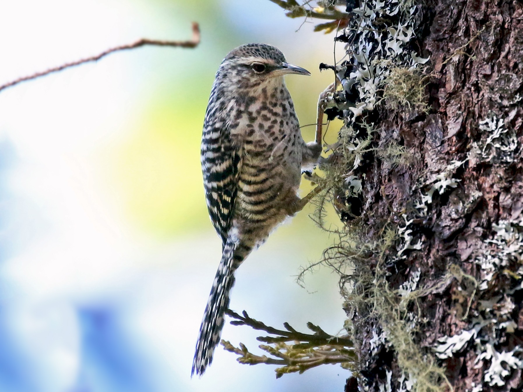 Gray-barred Wren - eBird