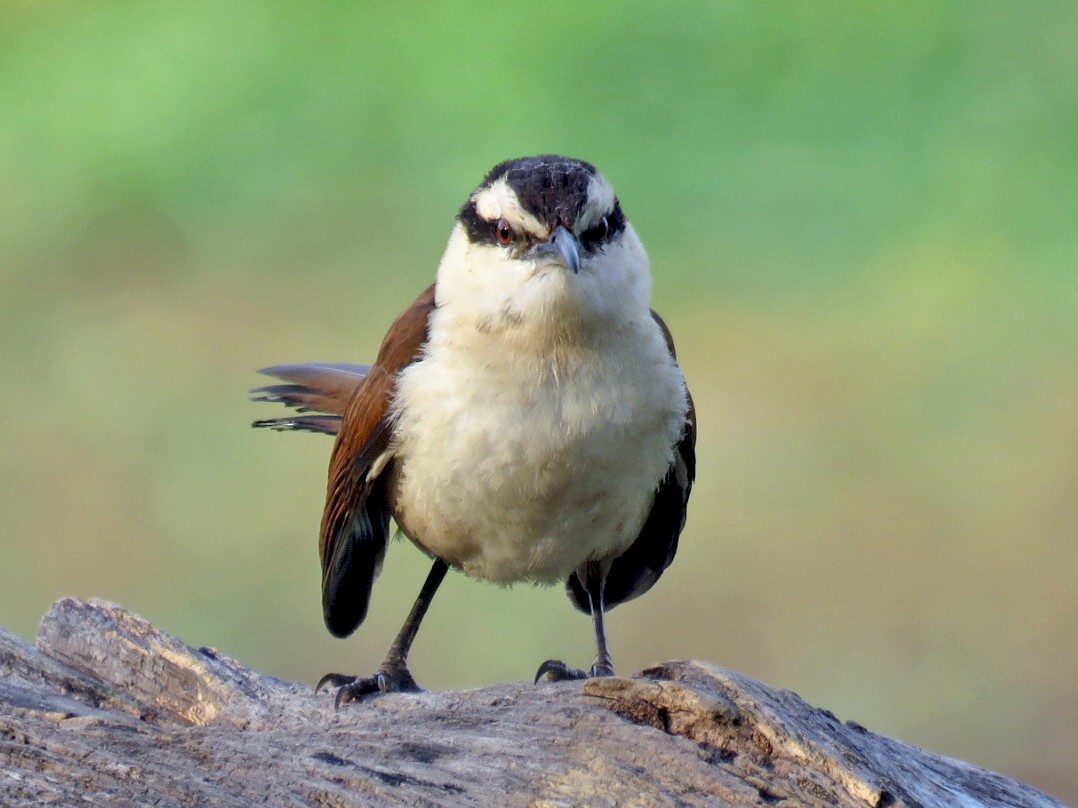 Giant Wren - eBird