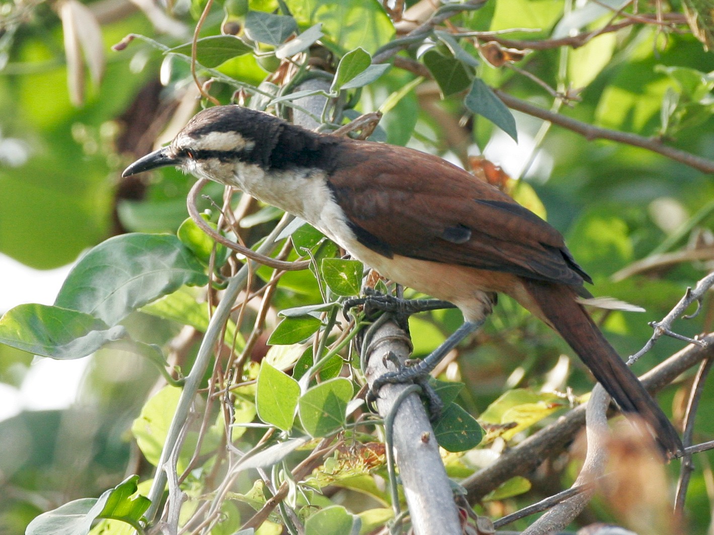 Giant Wren - eBird